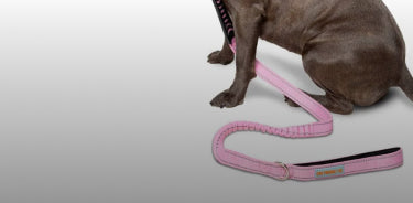 Long or Short Leash? Finding the Right Fit for Your Dog – Dog Friendly ...